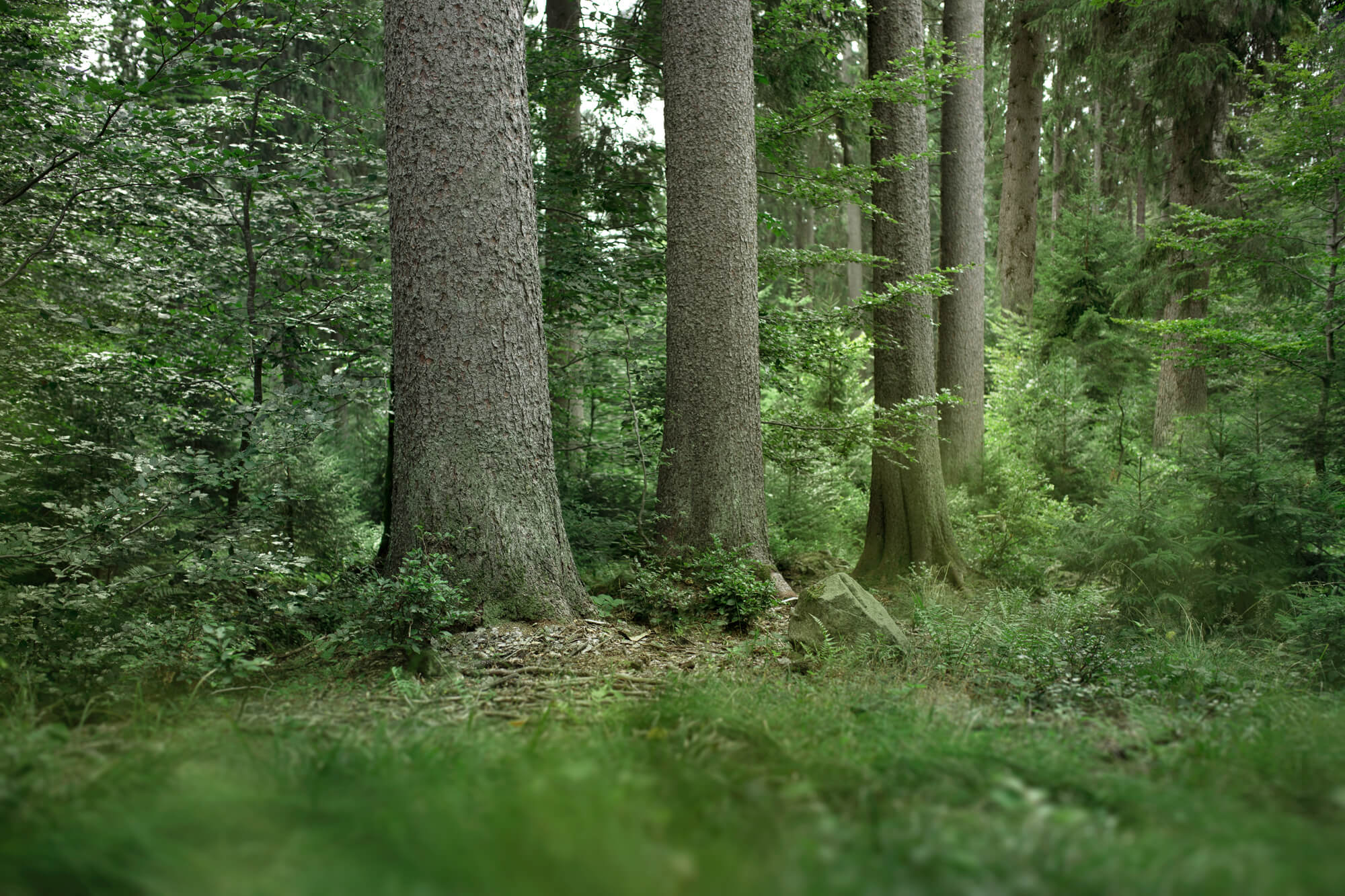 90 Years KÖLBL European Tonewood GmbH - Kölbl European Tonewood EN