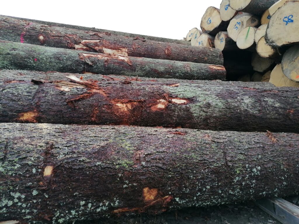 Fresh alpine spruce is turned into tonewood - Kölbl European Tonewood EN